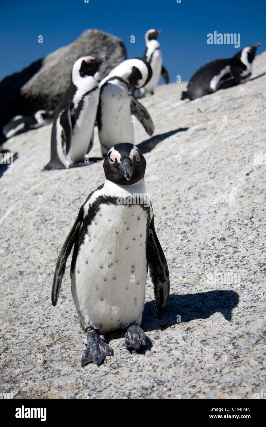 colony of African Penguins Stock Photo - Alamy