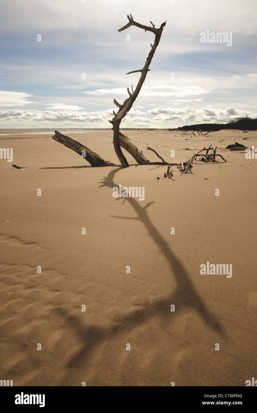 Tentsmuir beach hi-res stock photography and images - Alamy
