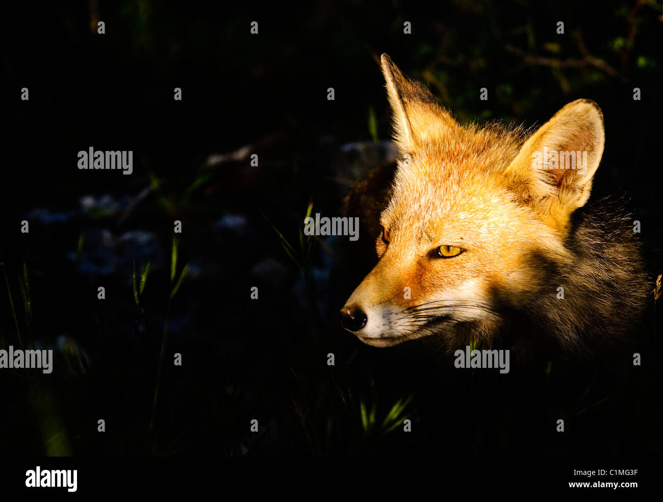Fox (vulpes vulpes) portrait at dawn Stock Photo - Alamy