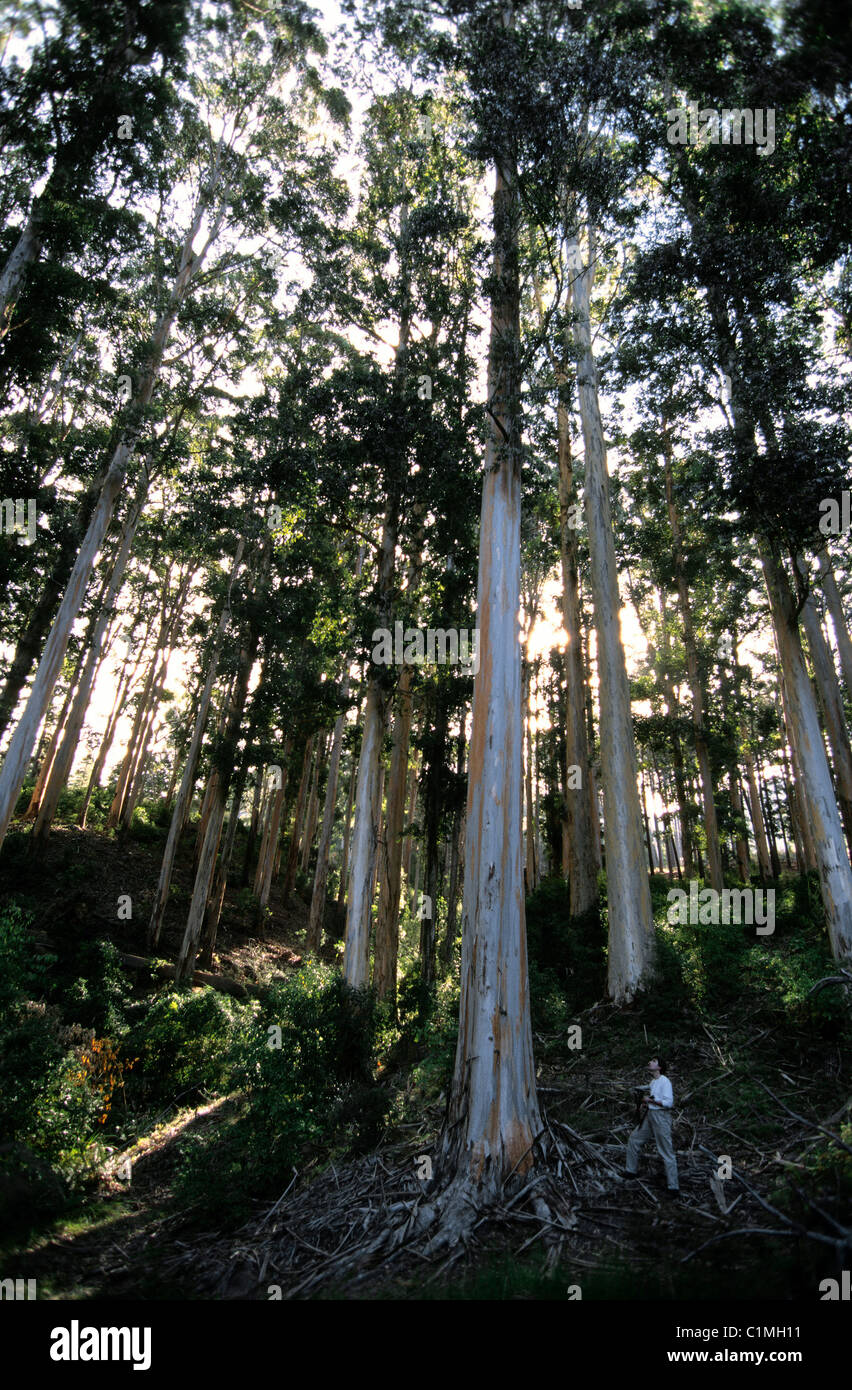 South Africa, giant trees of the Cape Town Region Stock Photo - Alamy