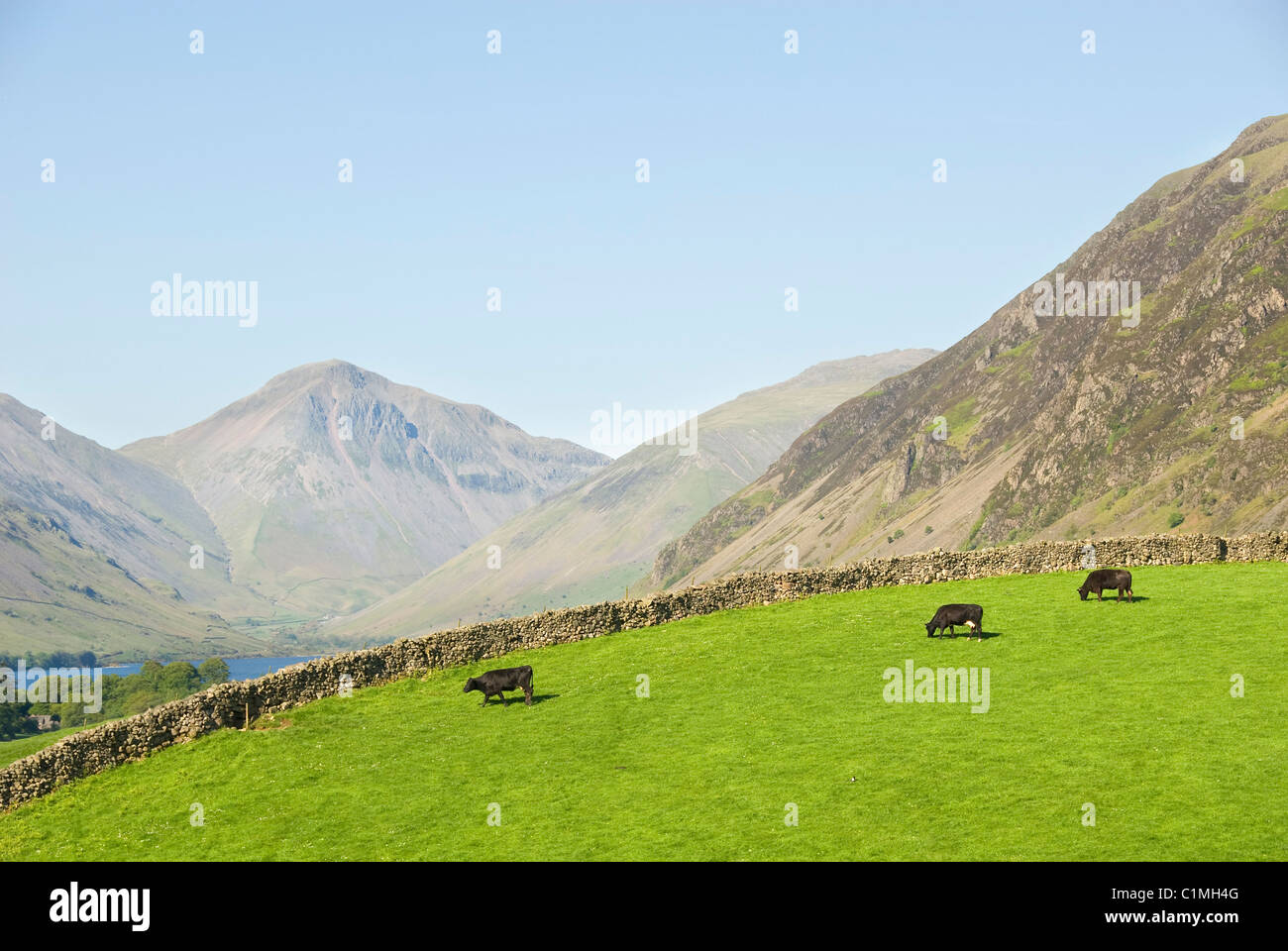 Cows on a pasture, stone wall, Mountains "Great Gable" and "The Screes ...