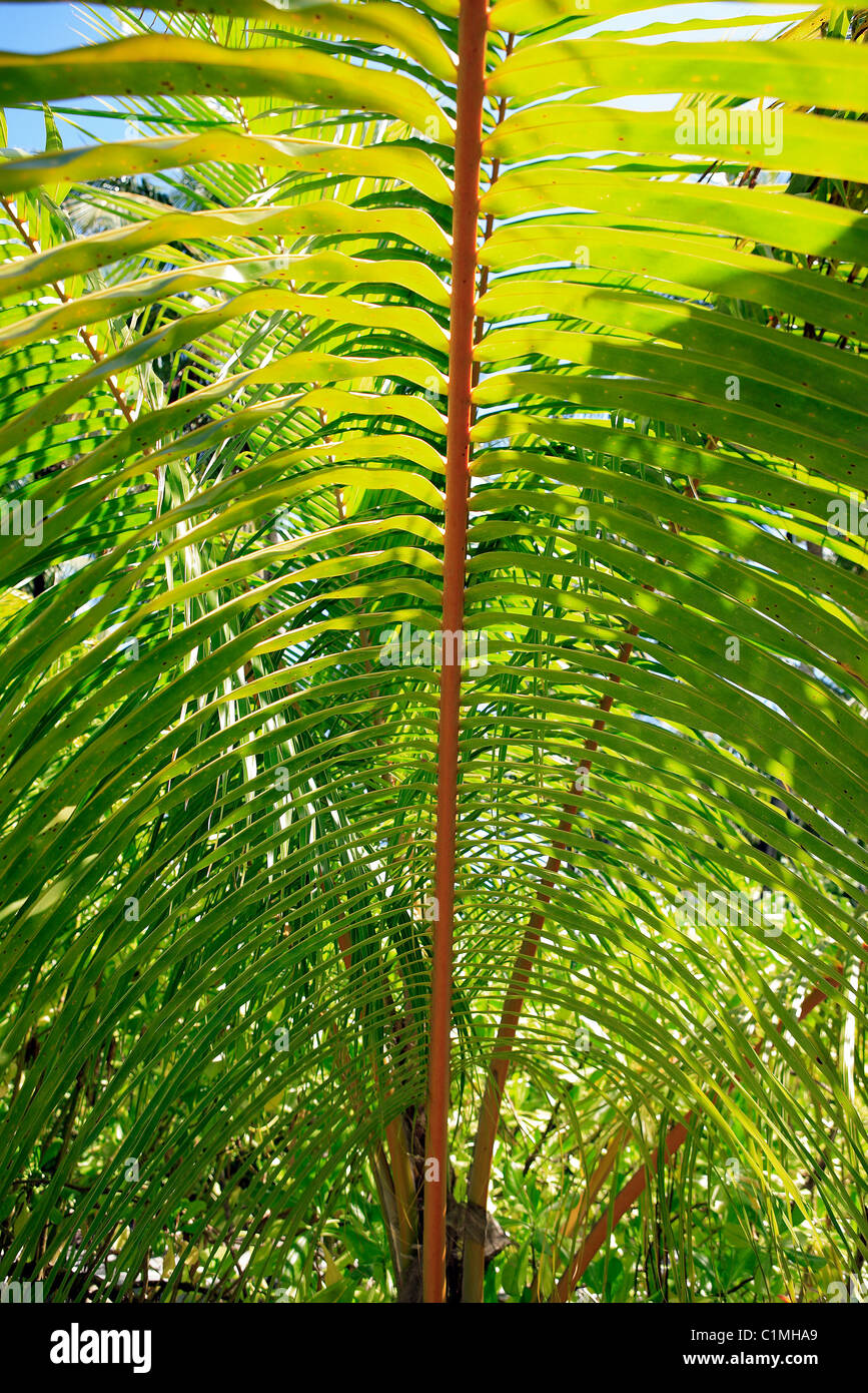 Maldives, a plam tree Stock Photo - Alamy