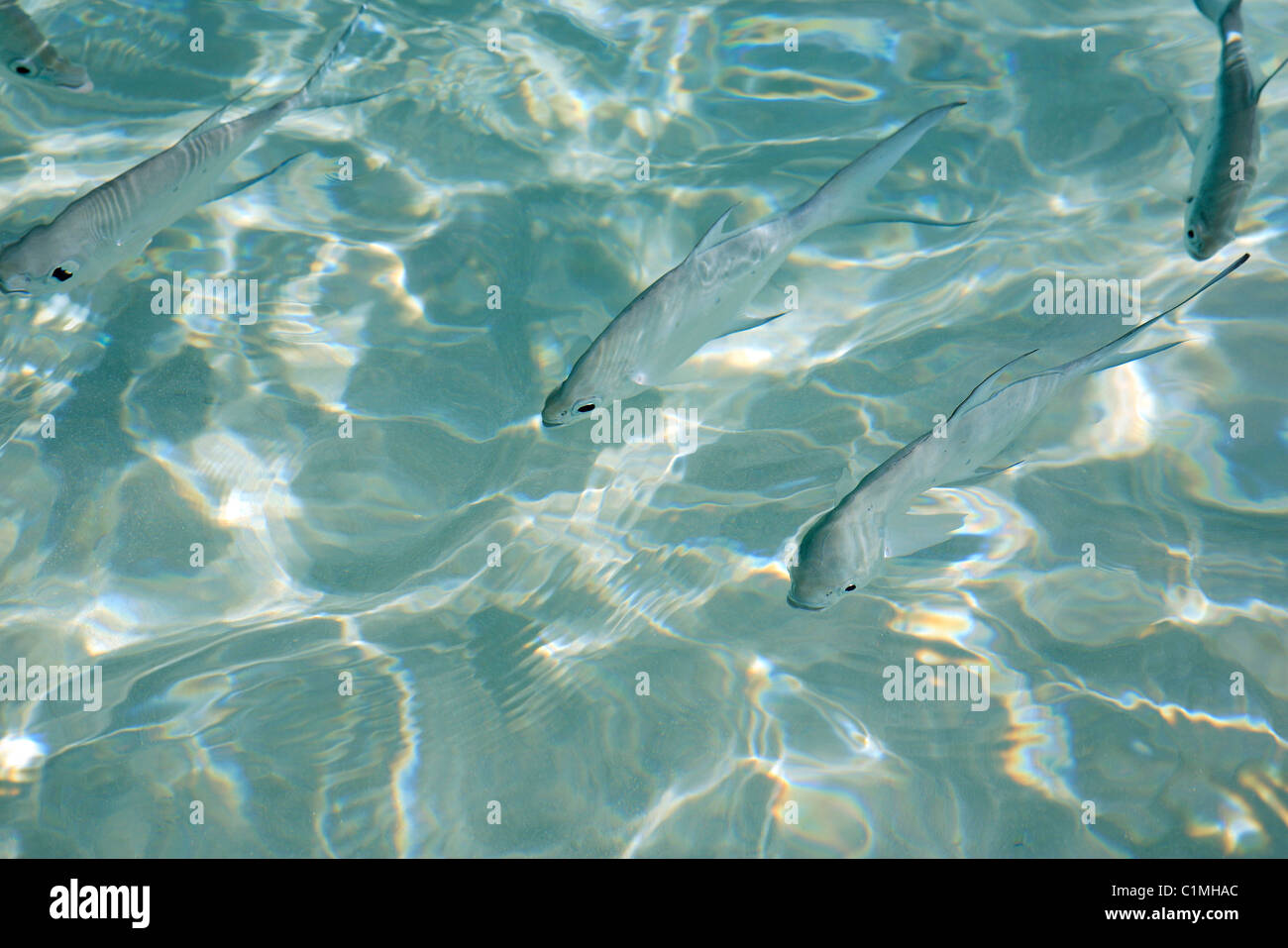 Maldives, the fish approaching the edge of the beach Stock Photo - Alamy