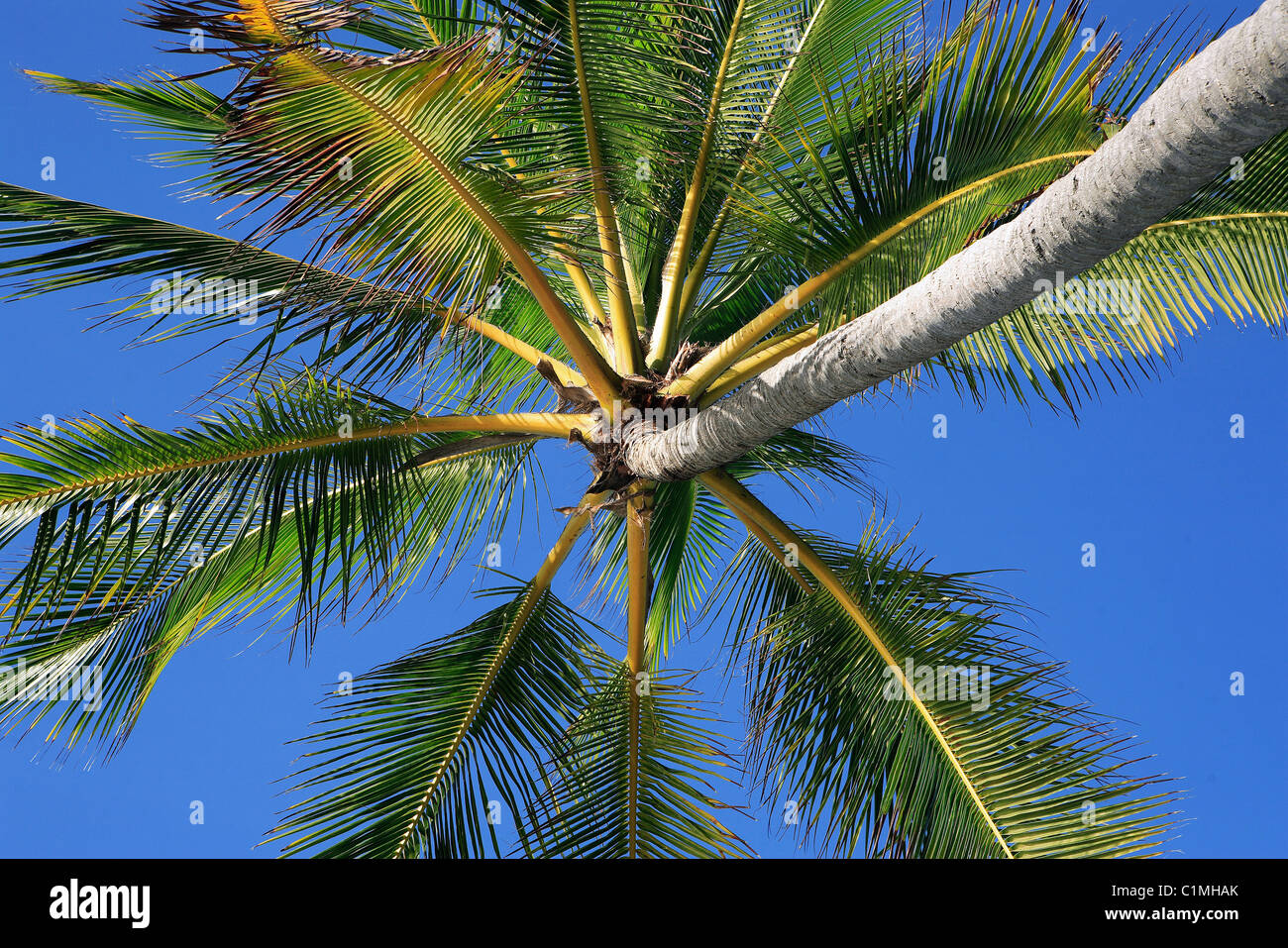 Maldives, a coconut tree Stock Photo - Alamy