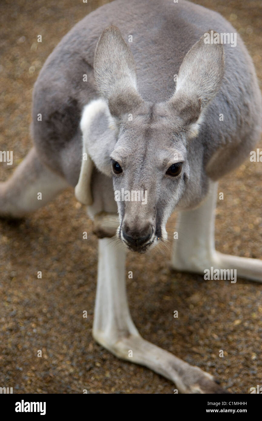 A Western Grey Kangaroo at Featherdale Wildlife Park near Sydney ...