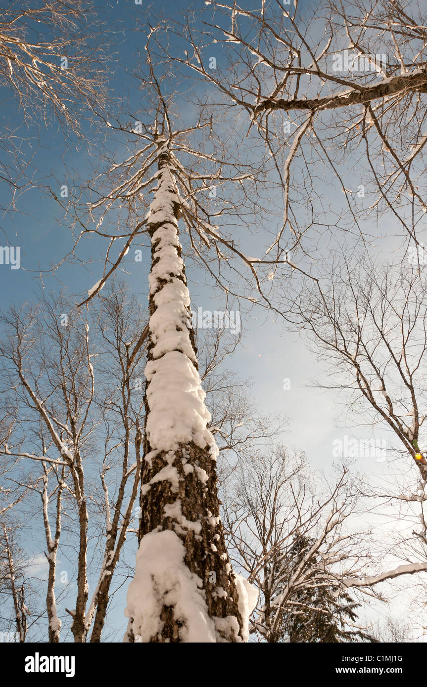 perspective view of high trees covered with snow on a blue sky Stock ...