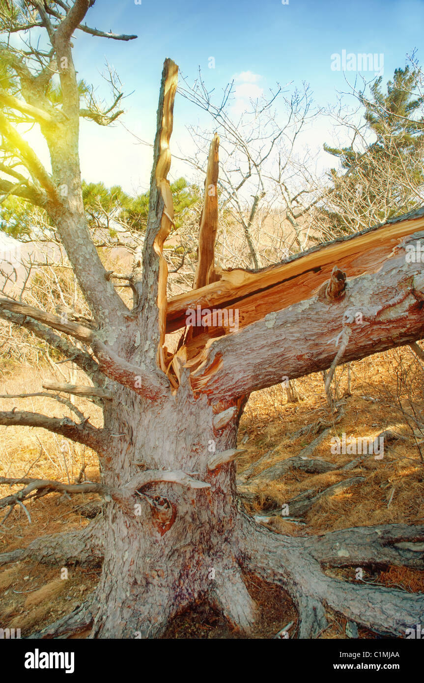 Blowdown tree hi-res stock photography and images - Alamy