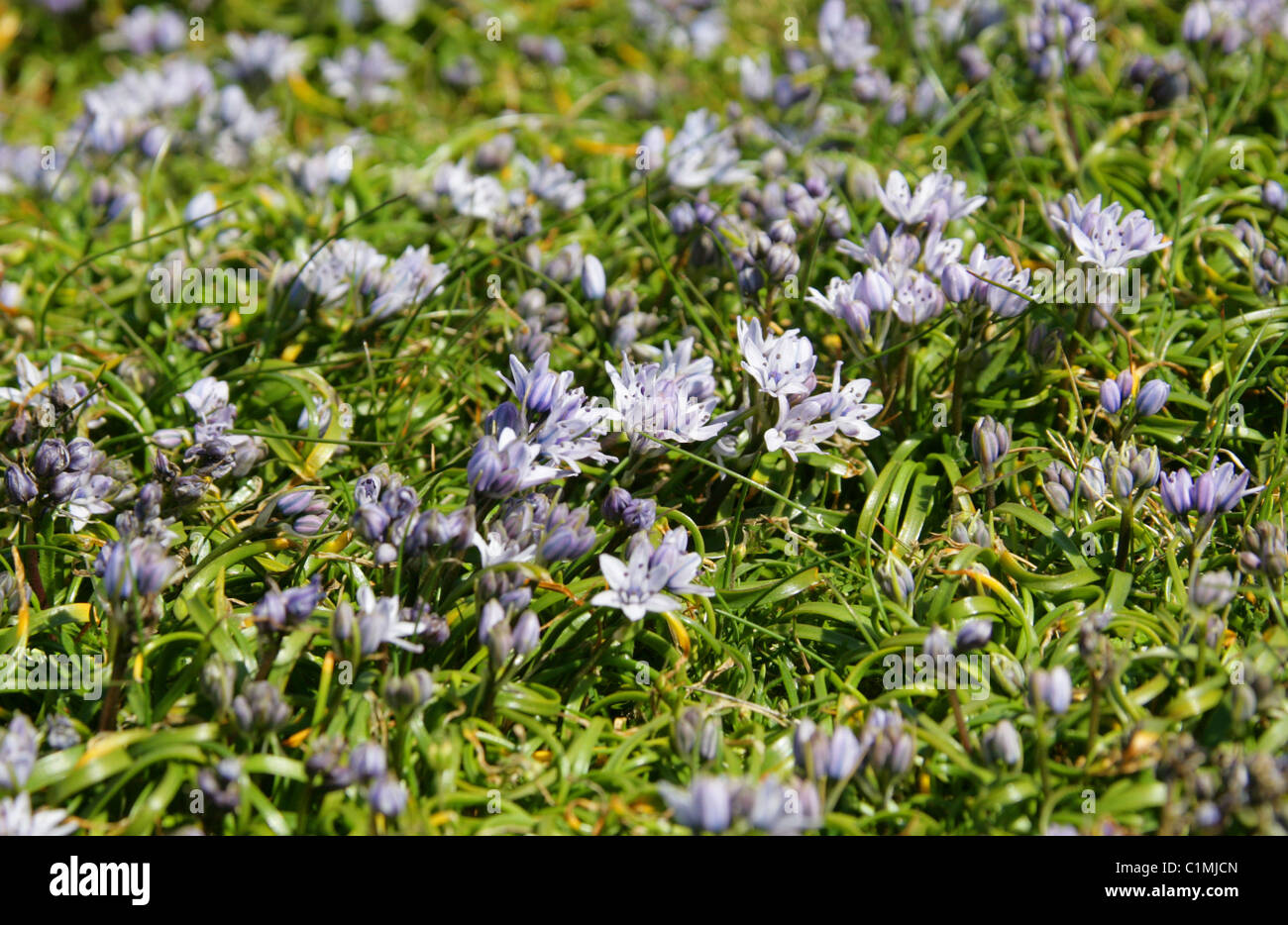 Spring Squill, Scilla verna, Hyacinthaceae. British Wild Flowers Stock ...