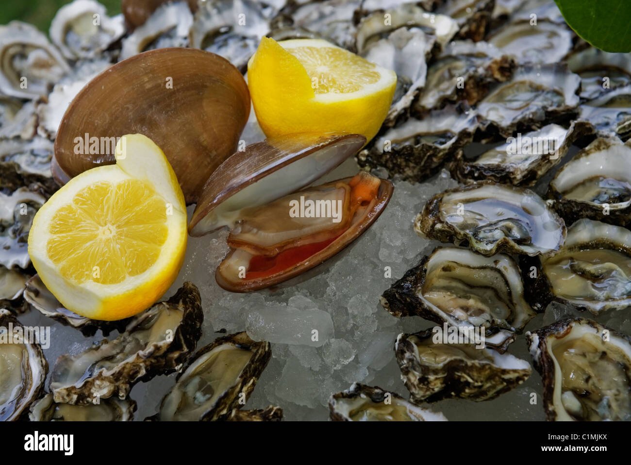 Clam, oysters, and lemon over ice Stock Photo - Alamy