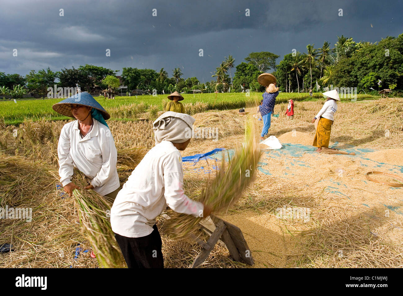 Indonesia, Bali, rice harvest Stock Photo - Alamy