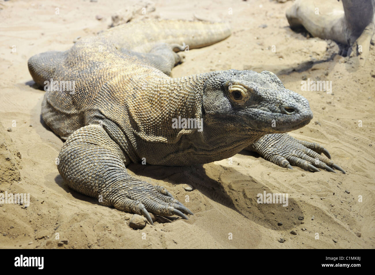 Komodo dragon Varanus komodoensis Stock Photo - Alamy