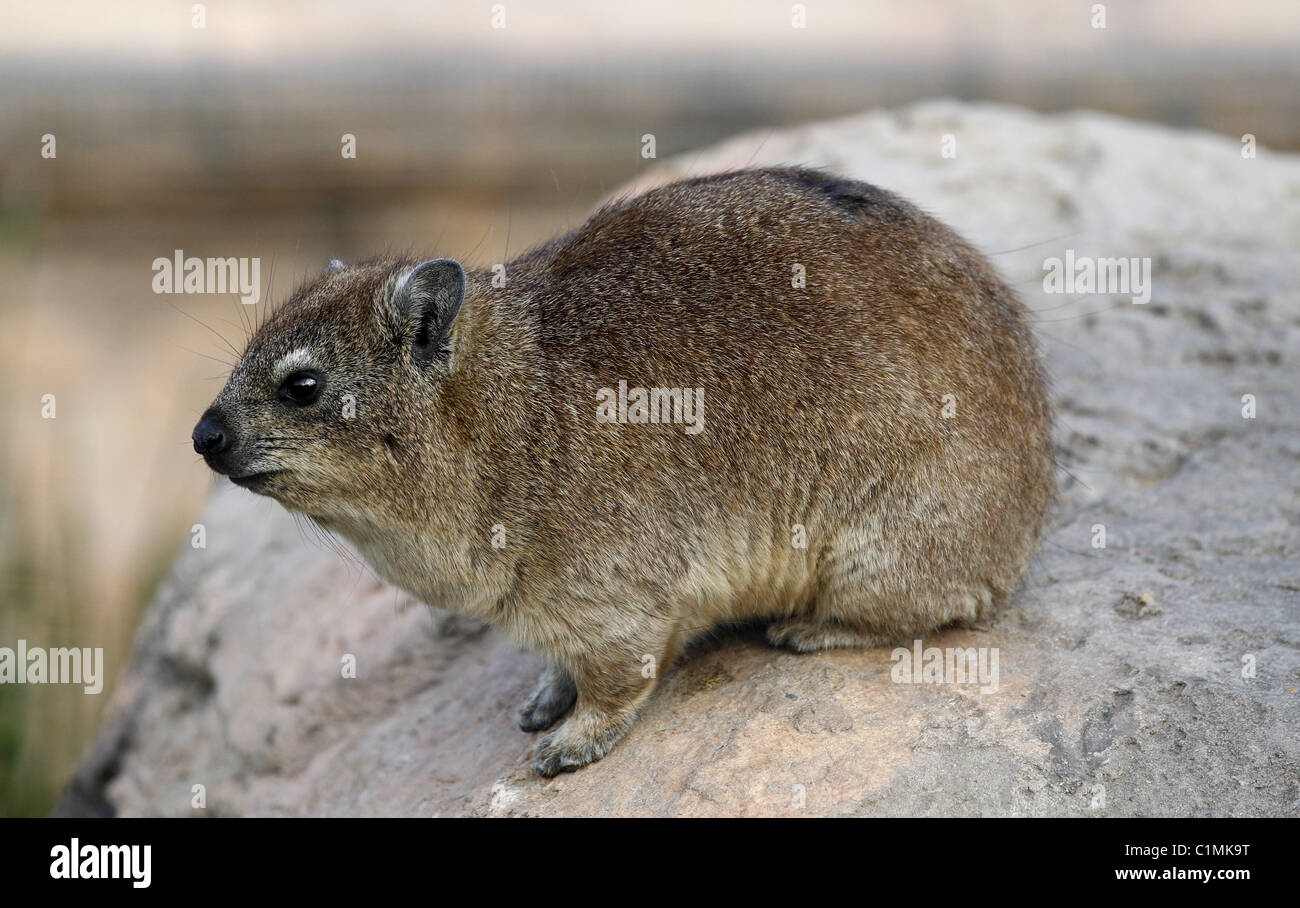 Elephant grey hi-res stock photography and images - Alamy