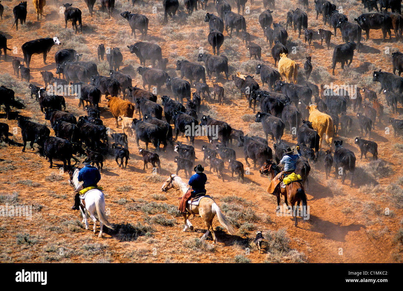 United States, Wyoming, Cattle Drive in the Big Horn Mountains Cow boys ...