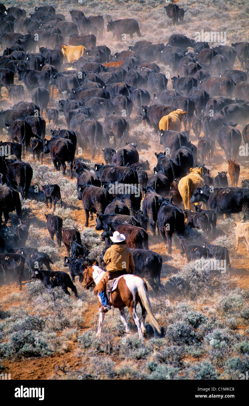 Cattle Drive Cowboy Stock Photos & Cattle Drive Cowboy Stock Images - Alamy