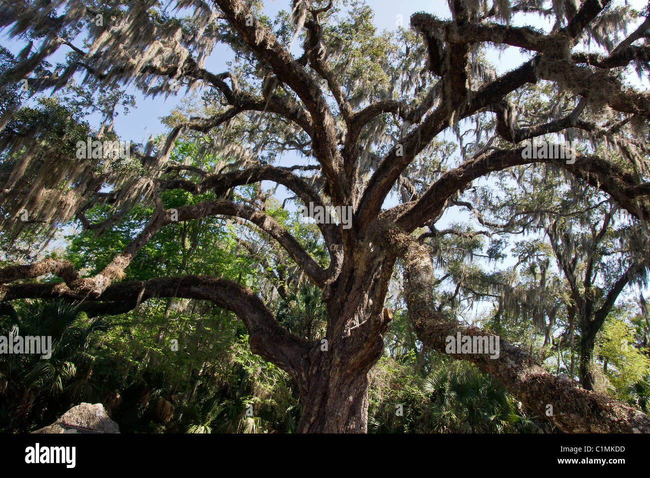 Different views and perspectives of the Fairchild oak tree in the Bulow ...