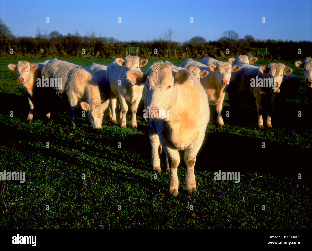 Charolais burgundy france cows hi-res stock photography and images - Alamy