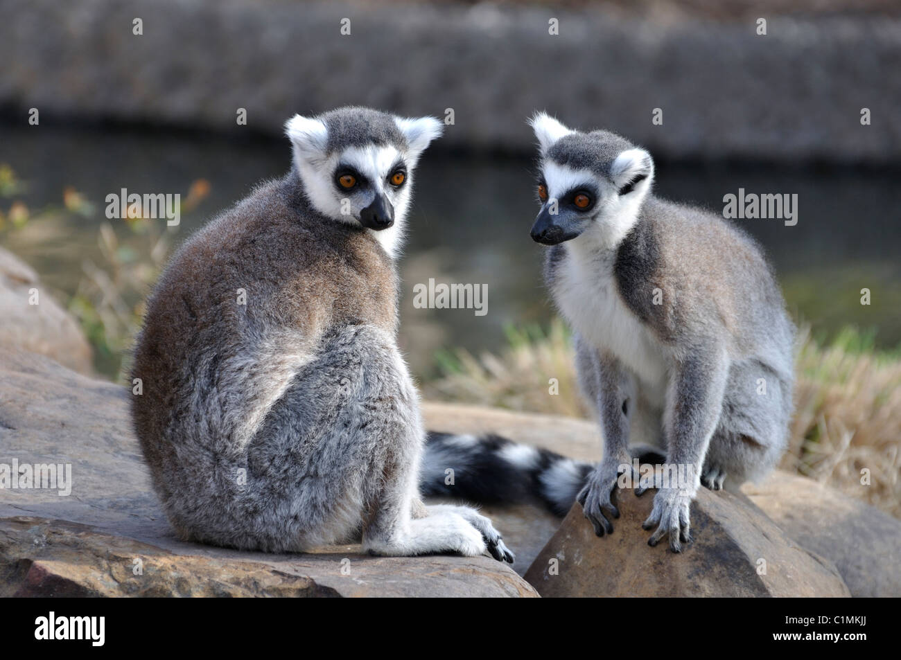 Ring-tailed Lemurs - Lemur catta Stock Photo - Alamy