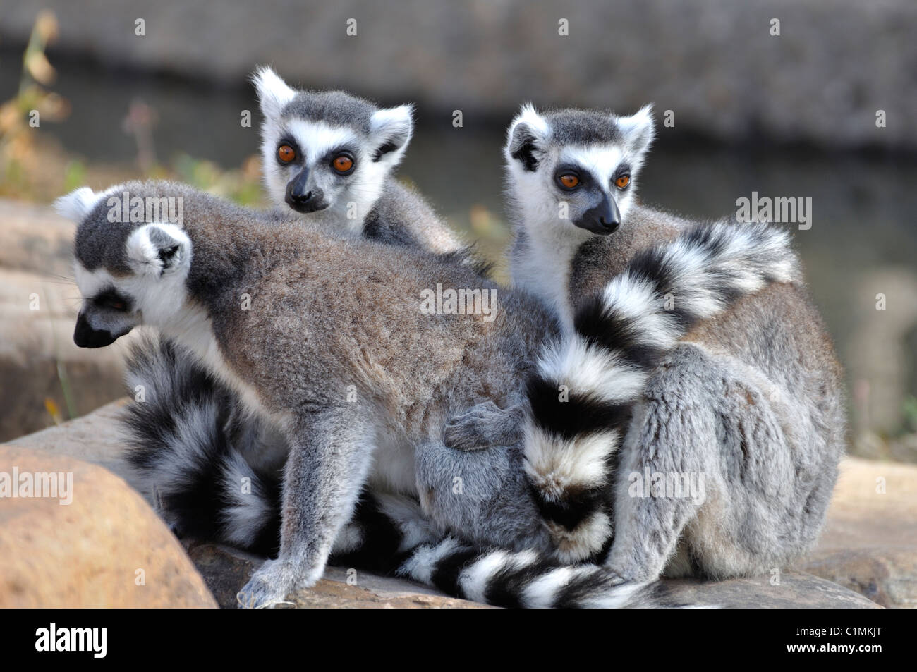 Ring-tailed Lemurs - Lemur catta Stock Photo - Alamy