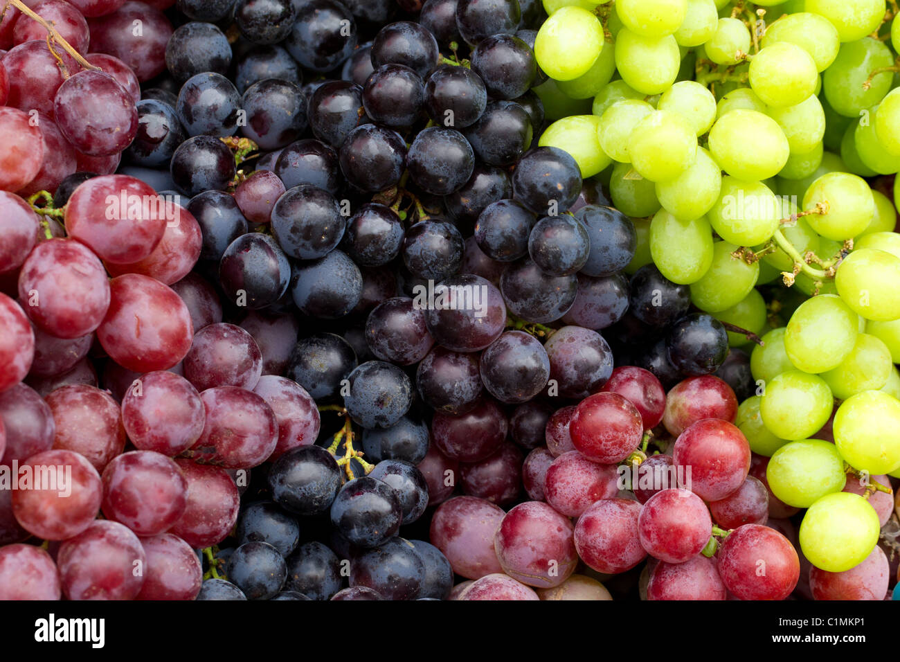 The cultivation of the domesticated grapes Stock Photo - Alamy