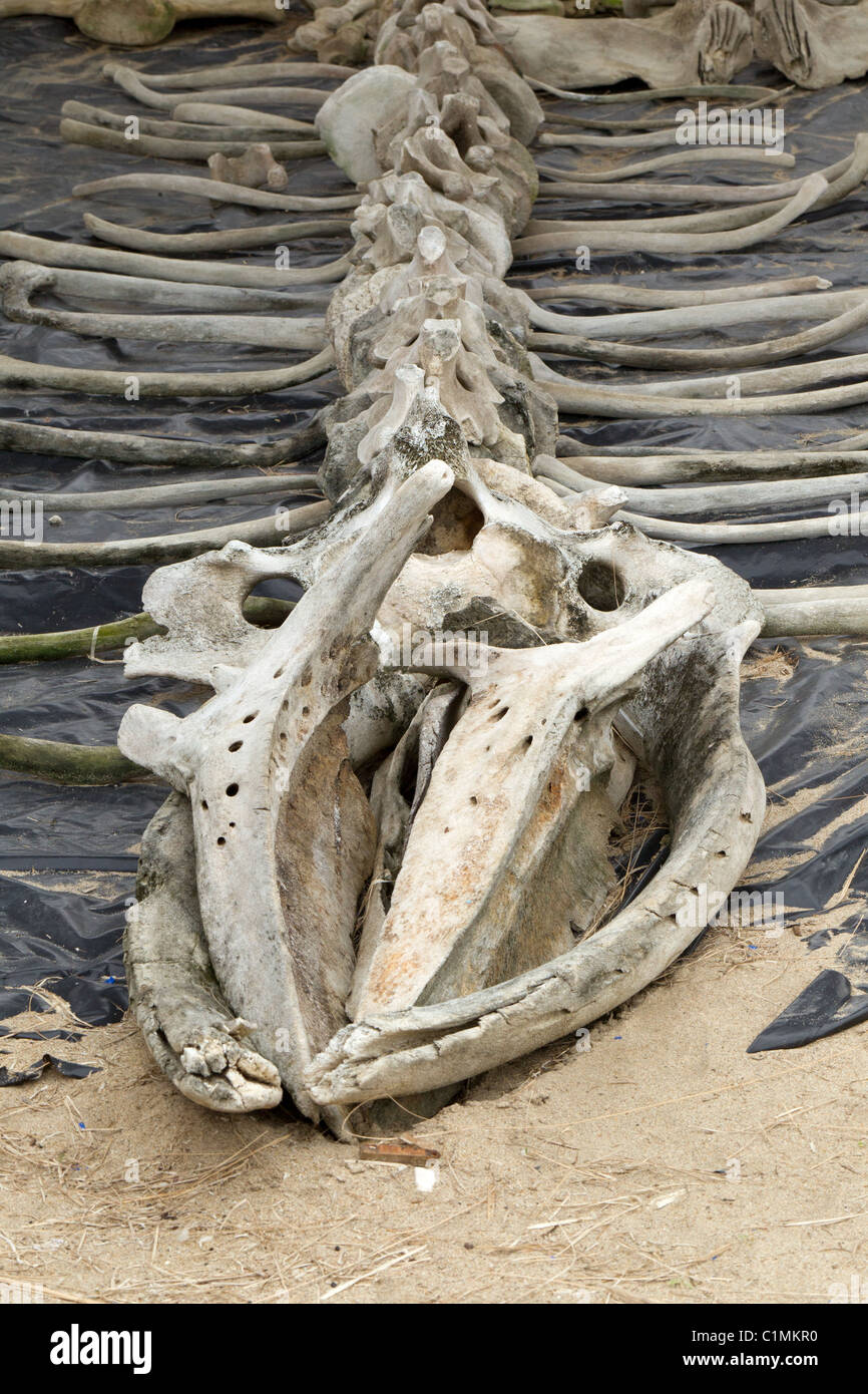 Whale Skeleton Exposed At Marine Life Museum Stock Photo - Alamy