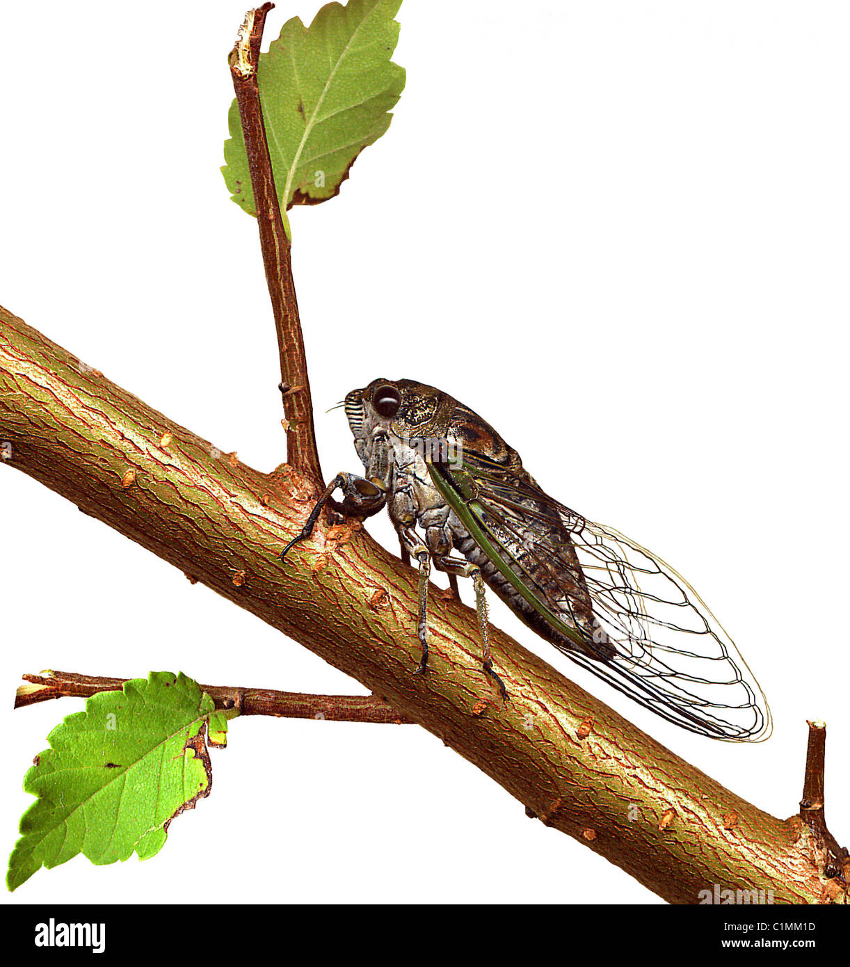 Cicada illustration hi-res stock photography and images - Alamy