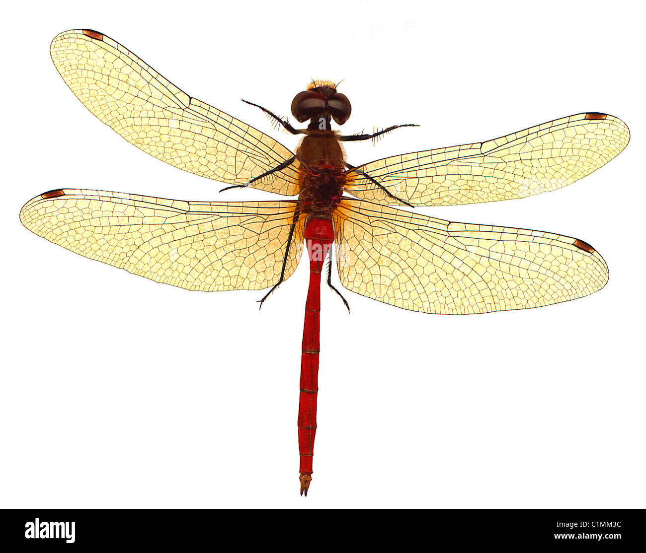 Red Skimmer Dragonfly - Illustration created by scanning actual insect ...