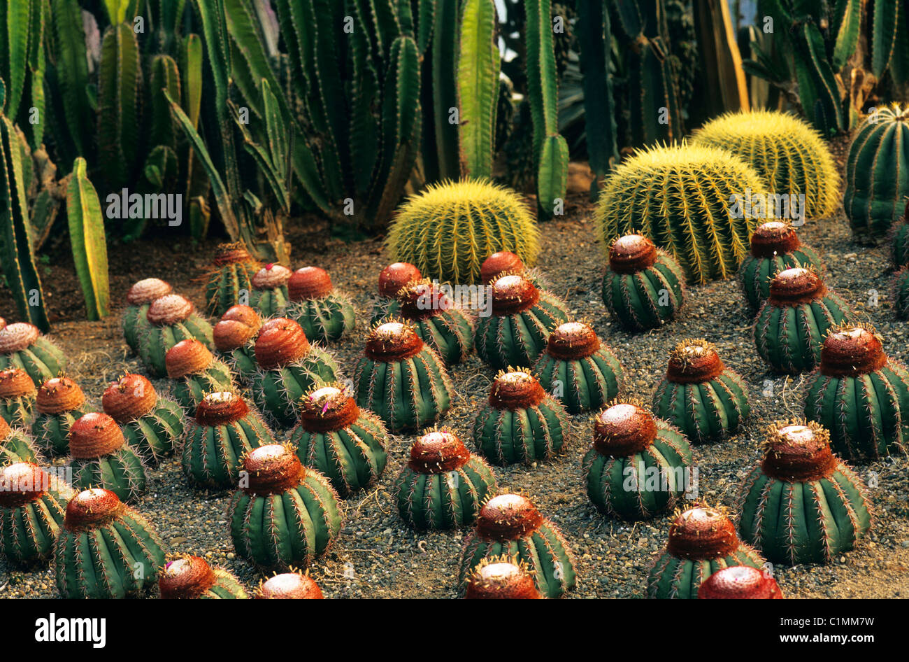 China, Yunnan province, around Kunming, the Golden temple, cactus Stock ...