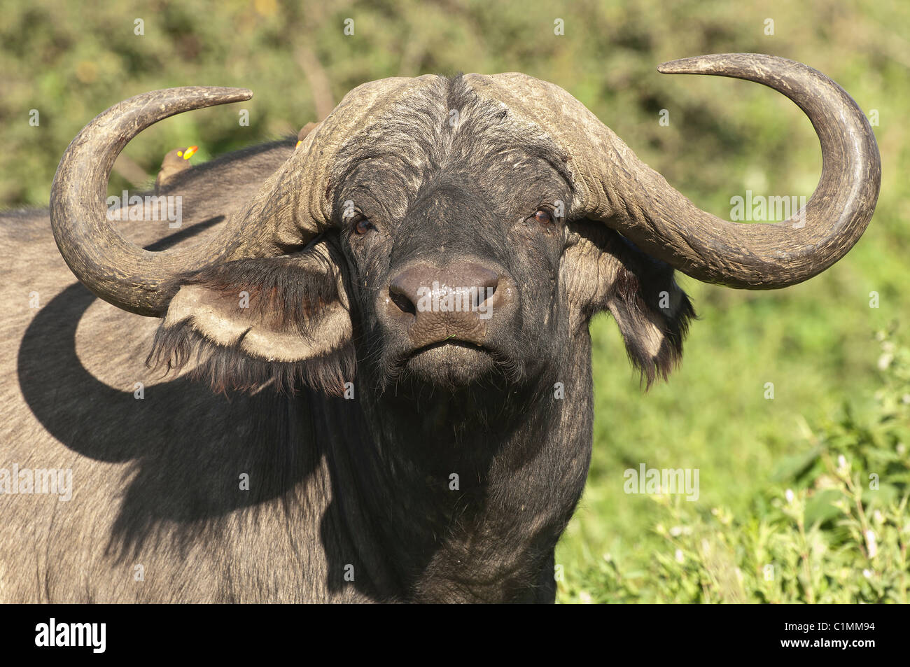 African buffalo photos hi-res stock photography and images - Alamy