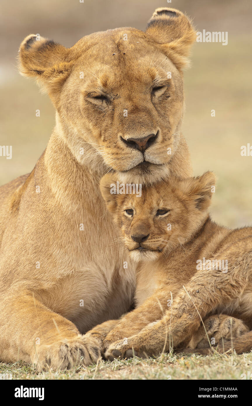Lion Cubs With Mother
