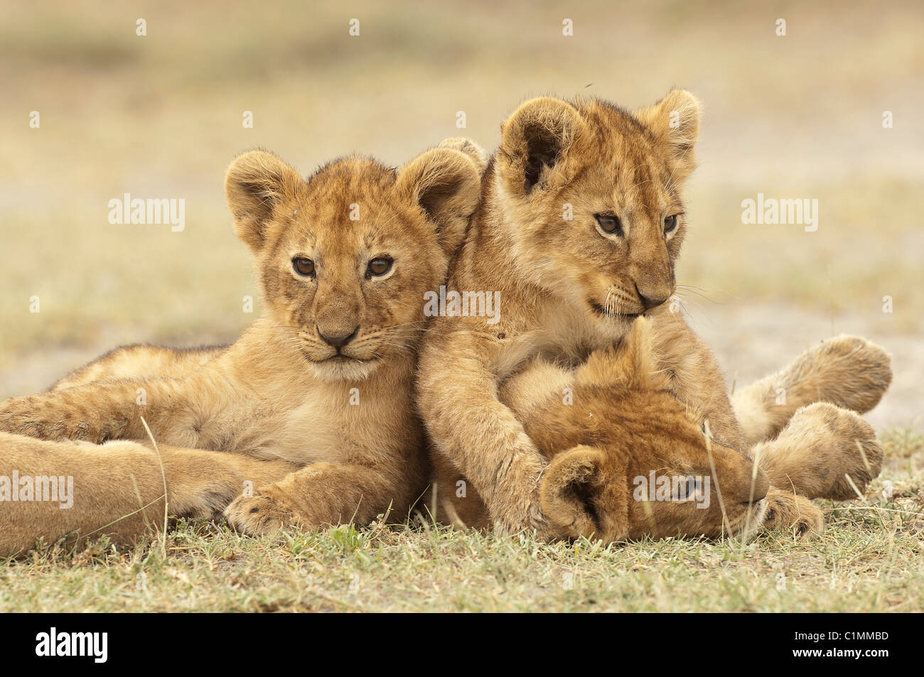 Lion Cubs Playing Two Adorable Lion Cubs Play Fighting. They'll Need