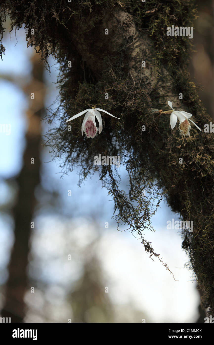 Himalayan flowers nepal himalaya hi-res stock photography and images ...