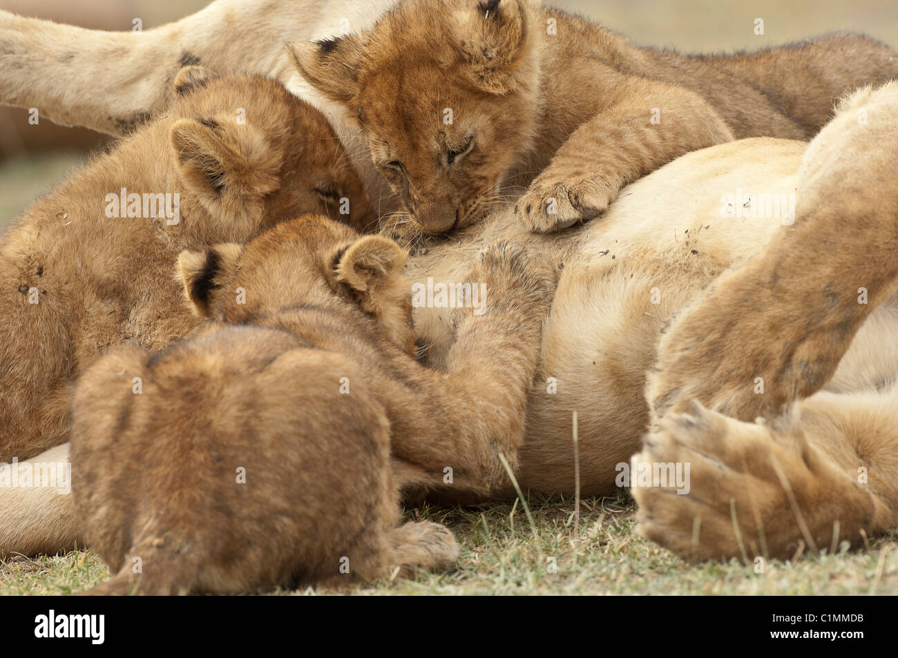 Stock photo of lion cubs nursing Stock Photo - Alamy