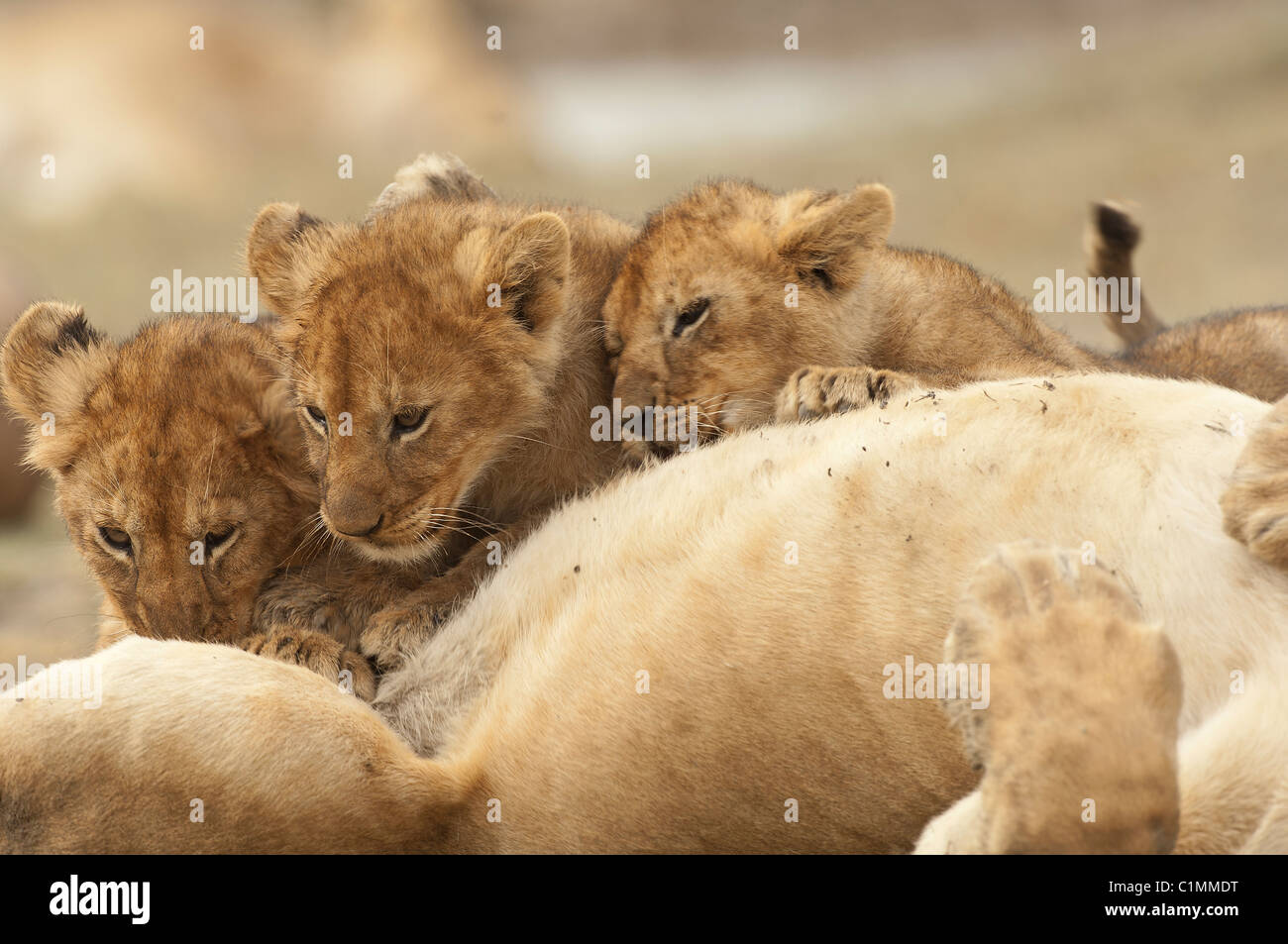 Baby lion cubs nursing hi-res stock photography and images - Alamy