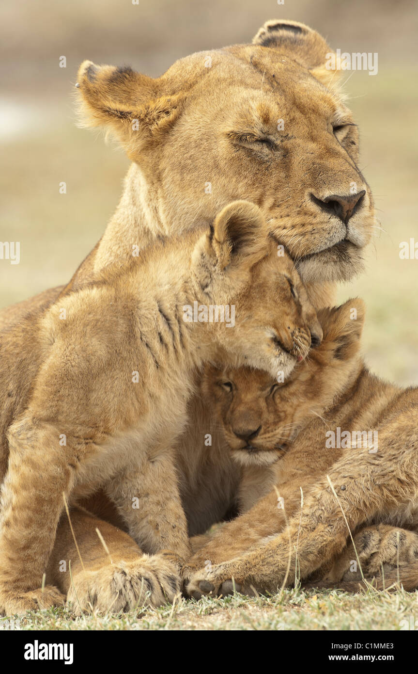 Lion And Lioness Cuddling