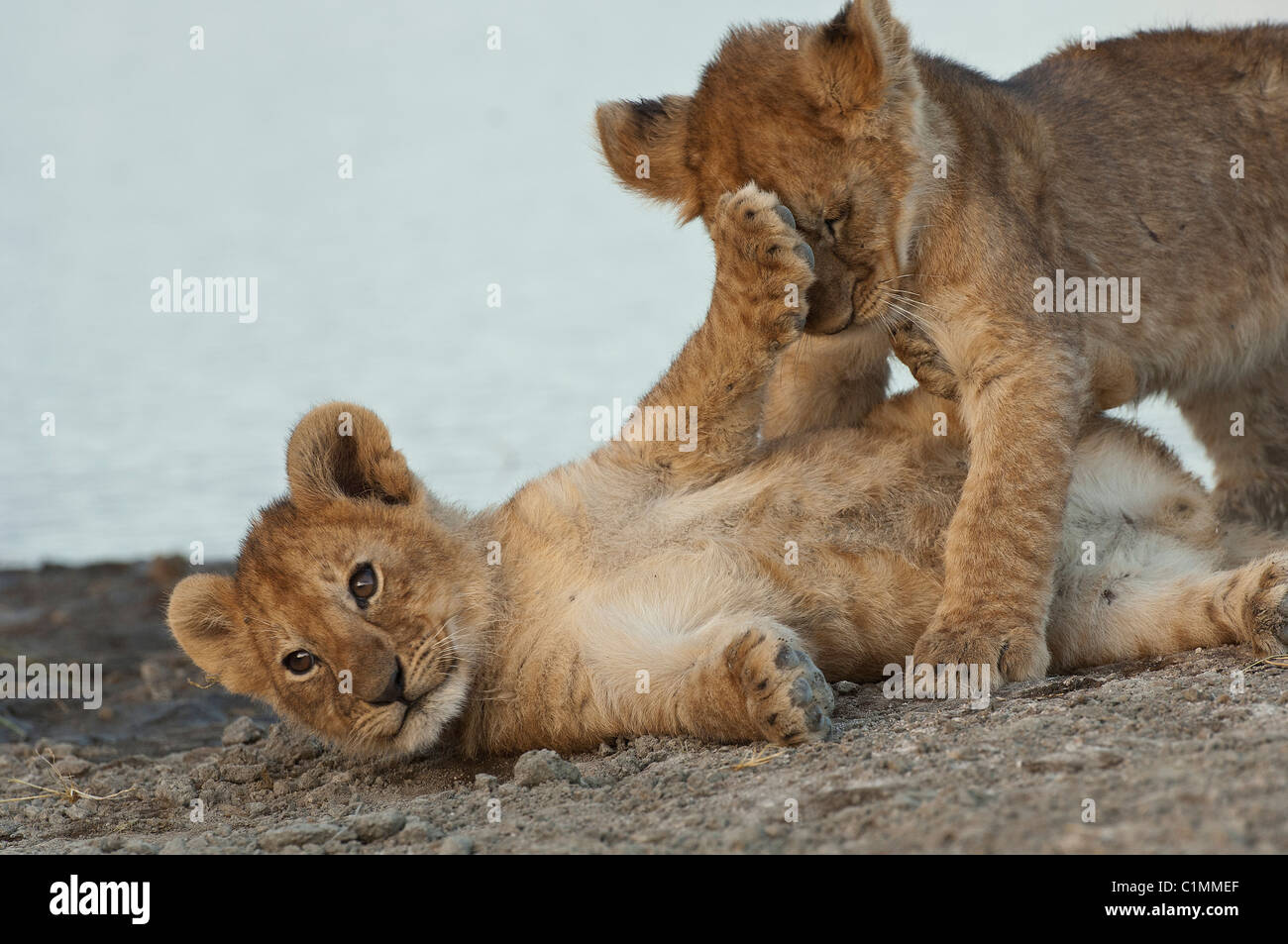 Stock photo of lion cubs playing Stock Photo - Alamy