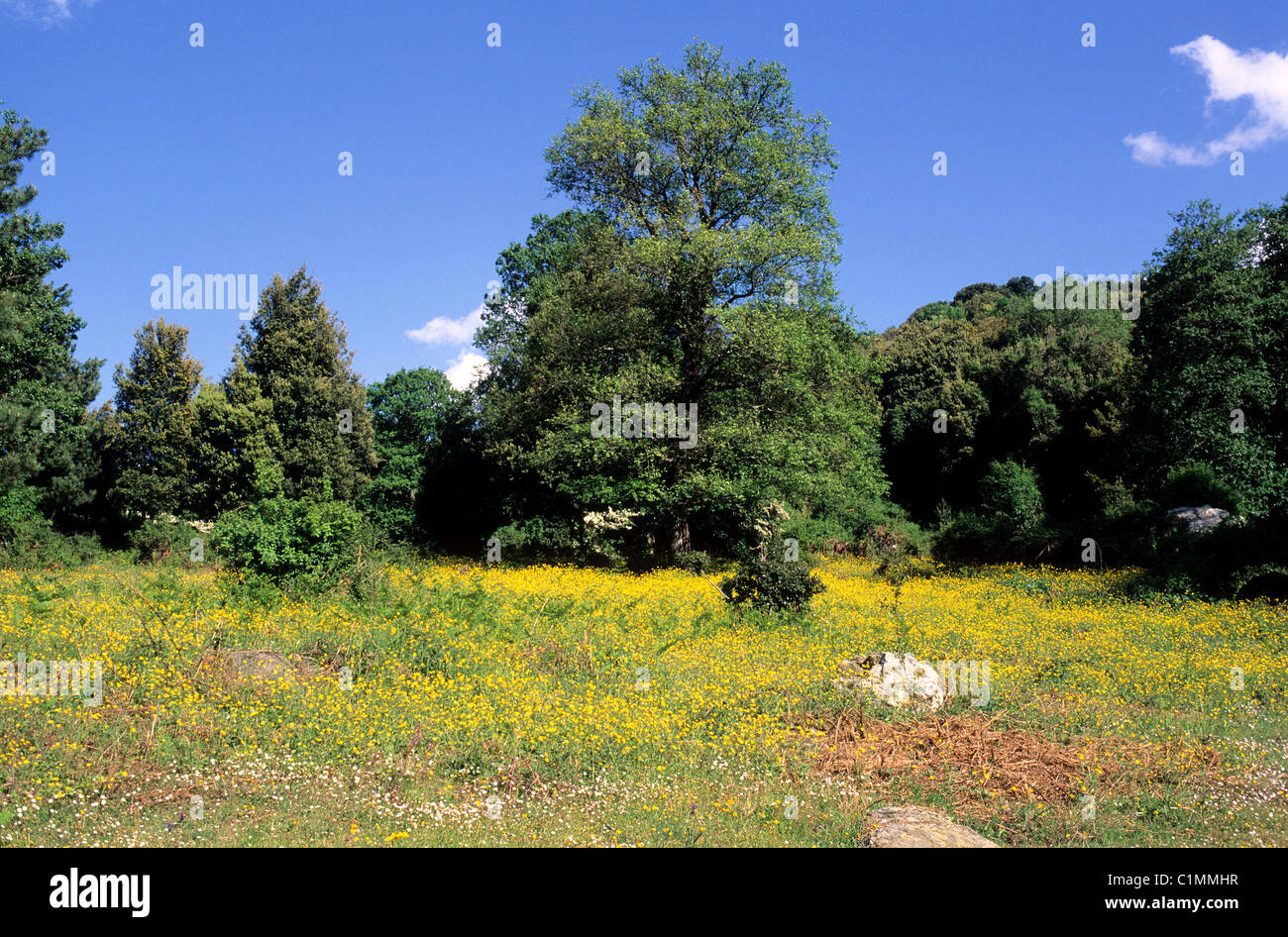 France, Haute Corse, Castagniccia region in spring Stock Photo - Alamy