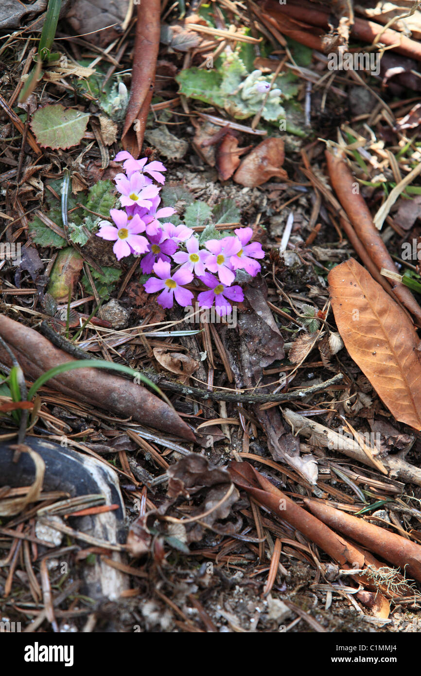 Himalayan flowers and fruit trees Nepal Himalaya Stock Photo - Alamy