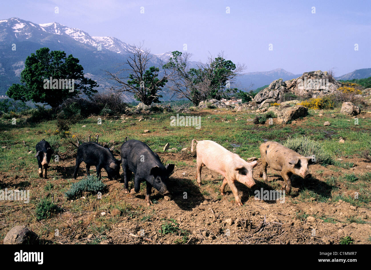 France, Haute Corse, Niolo region, pigs breeding Stock Photo - Alamy