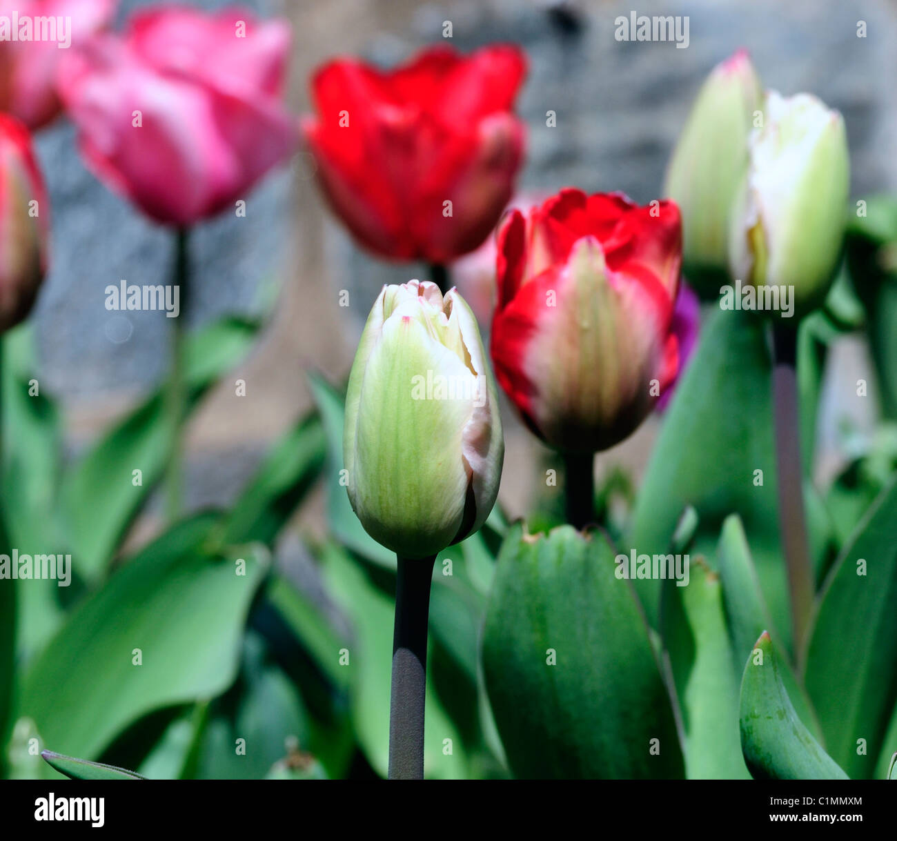 Spring began hi-res stock photography and images - Alamy