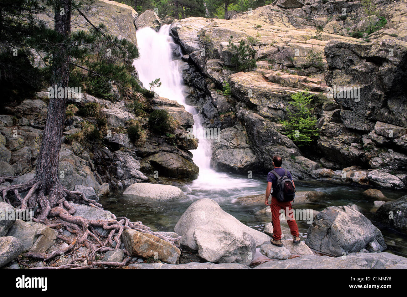 France, Haute Corse, forest of Vizzavona, hiking to the cascade des ...