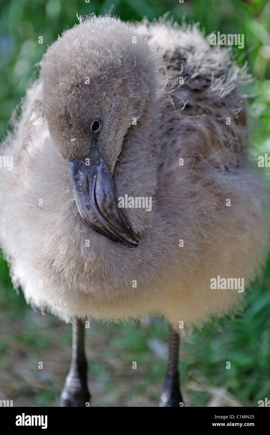 Baby flamingo hi-res stock photography and images - Alamy