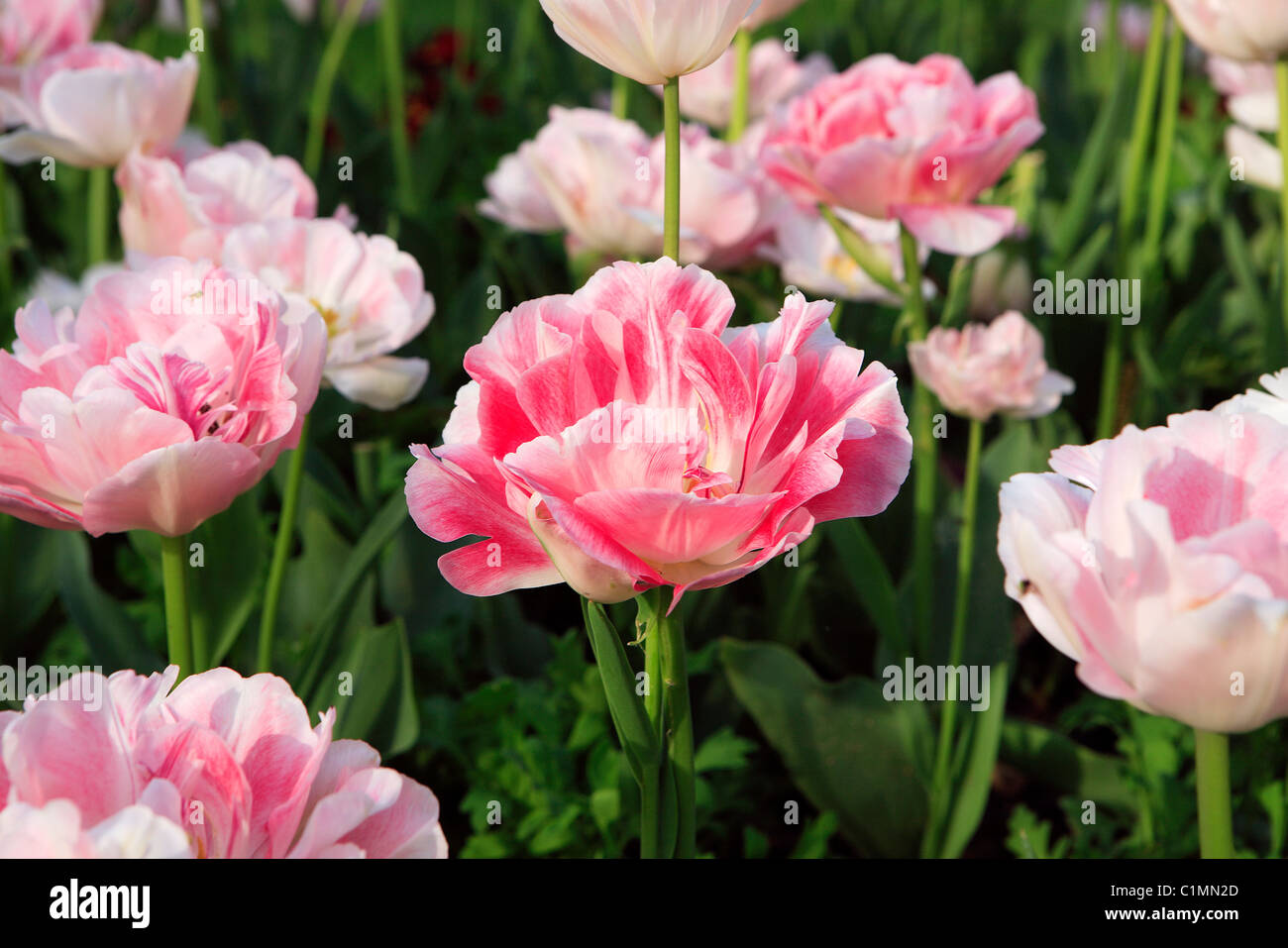 France, Paris, tulips Stock Photo - Alamy