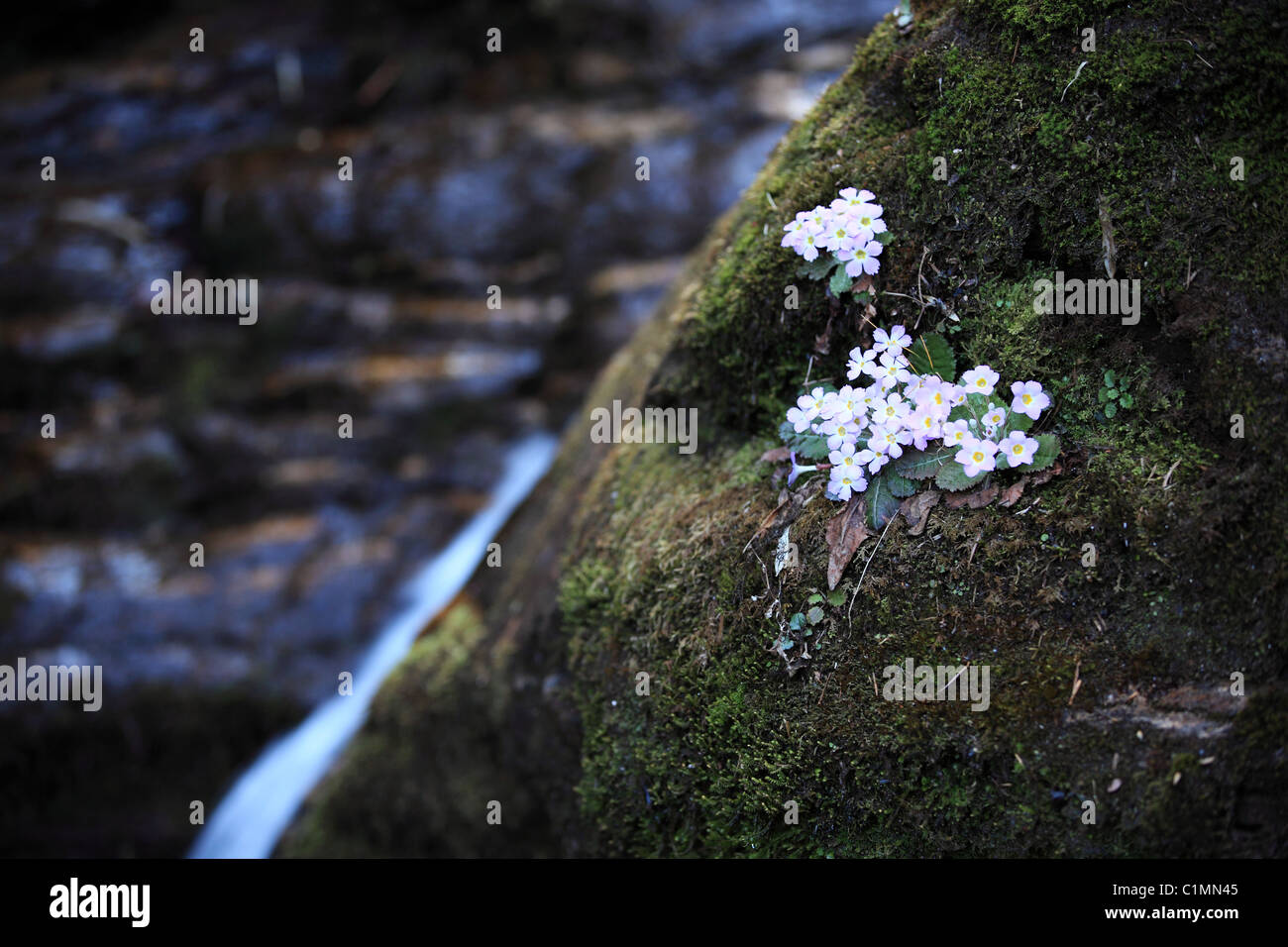 Nepali landscape Nepal Himalaya Stock Photo - Alamy