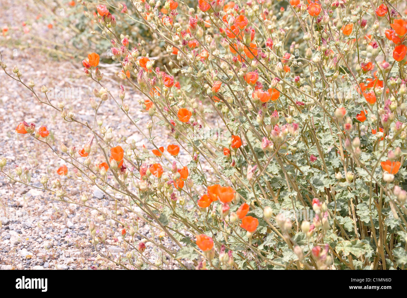Apricot Mallow aka Desert Mallow Stock Photo - Alamy