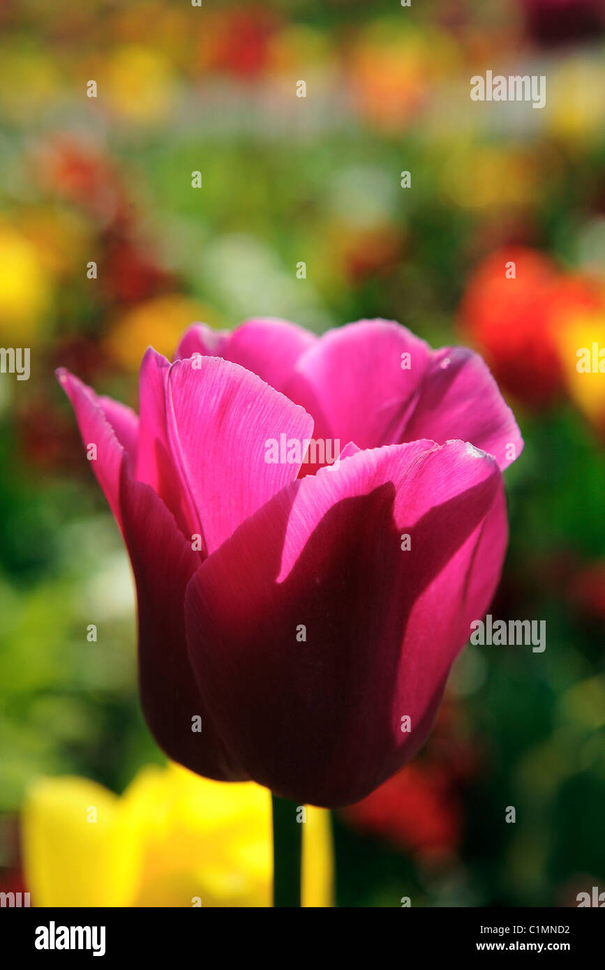 France, Paris, Palais Royal, sculpture by Paul Bury Stock Photo - Alamy