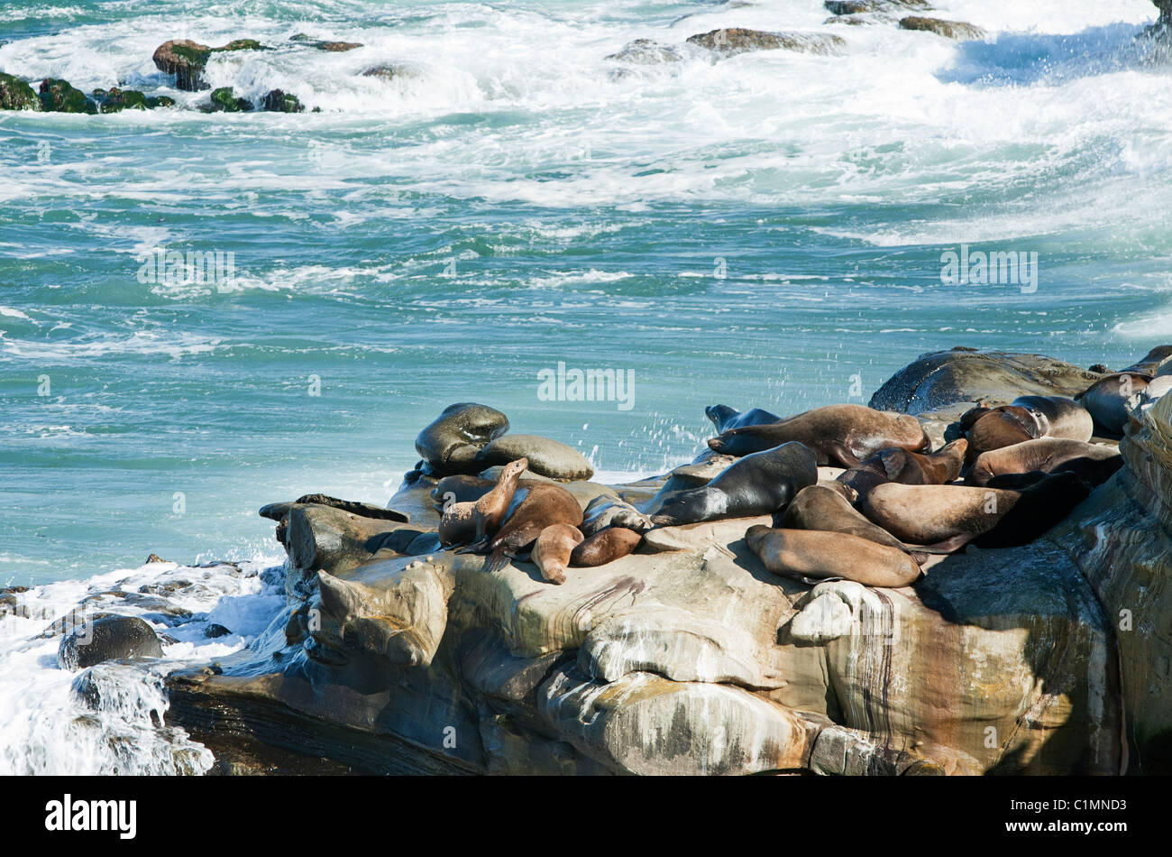 Pile of lions hi-res stock photography and images - Alamy
