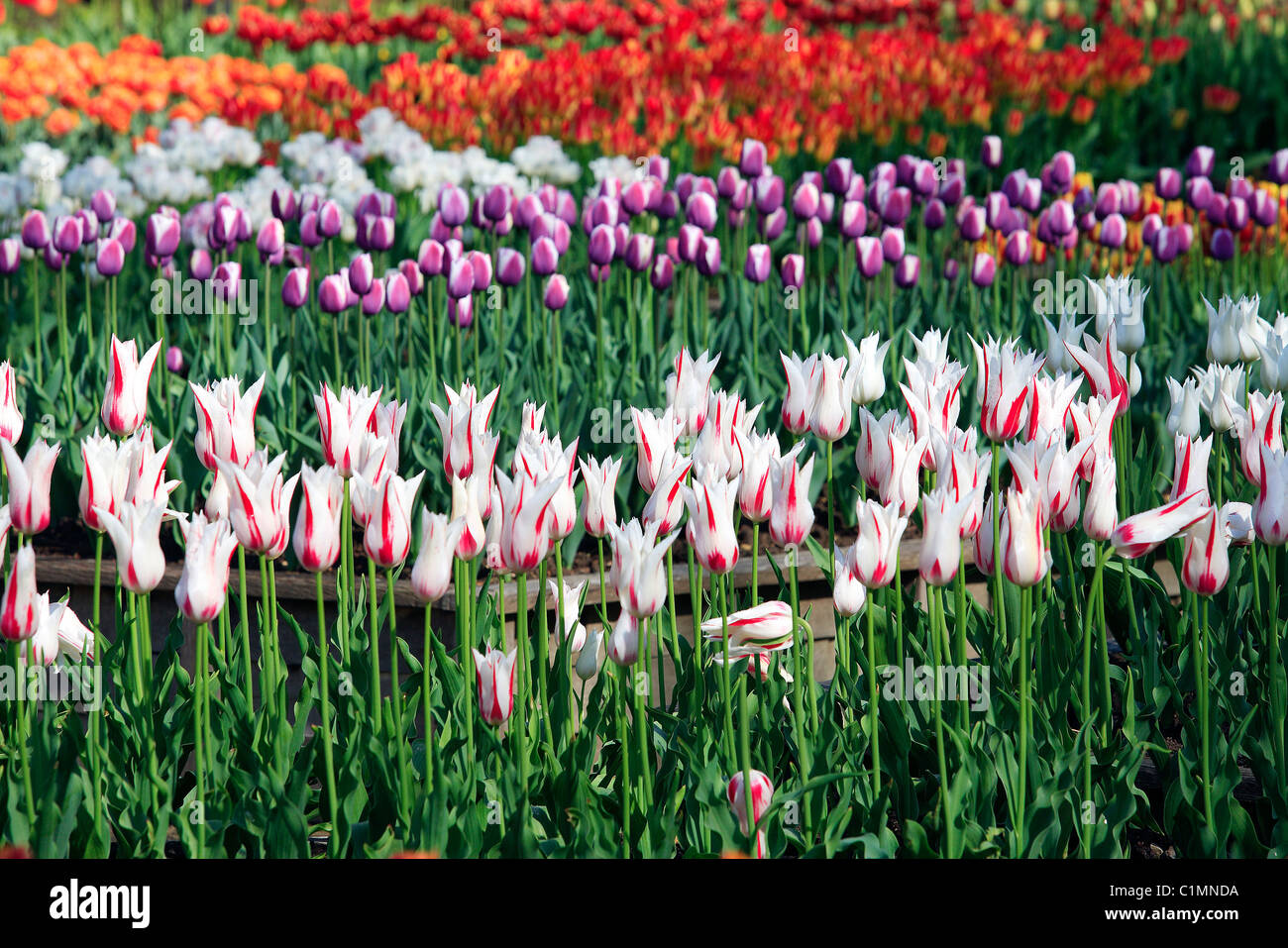 France, Paris, Palais Royal, Buren's columns Stock Photo - Alamy