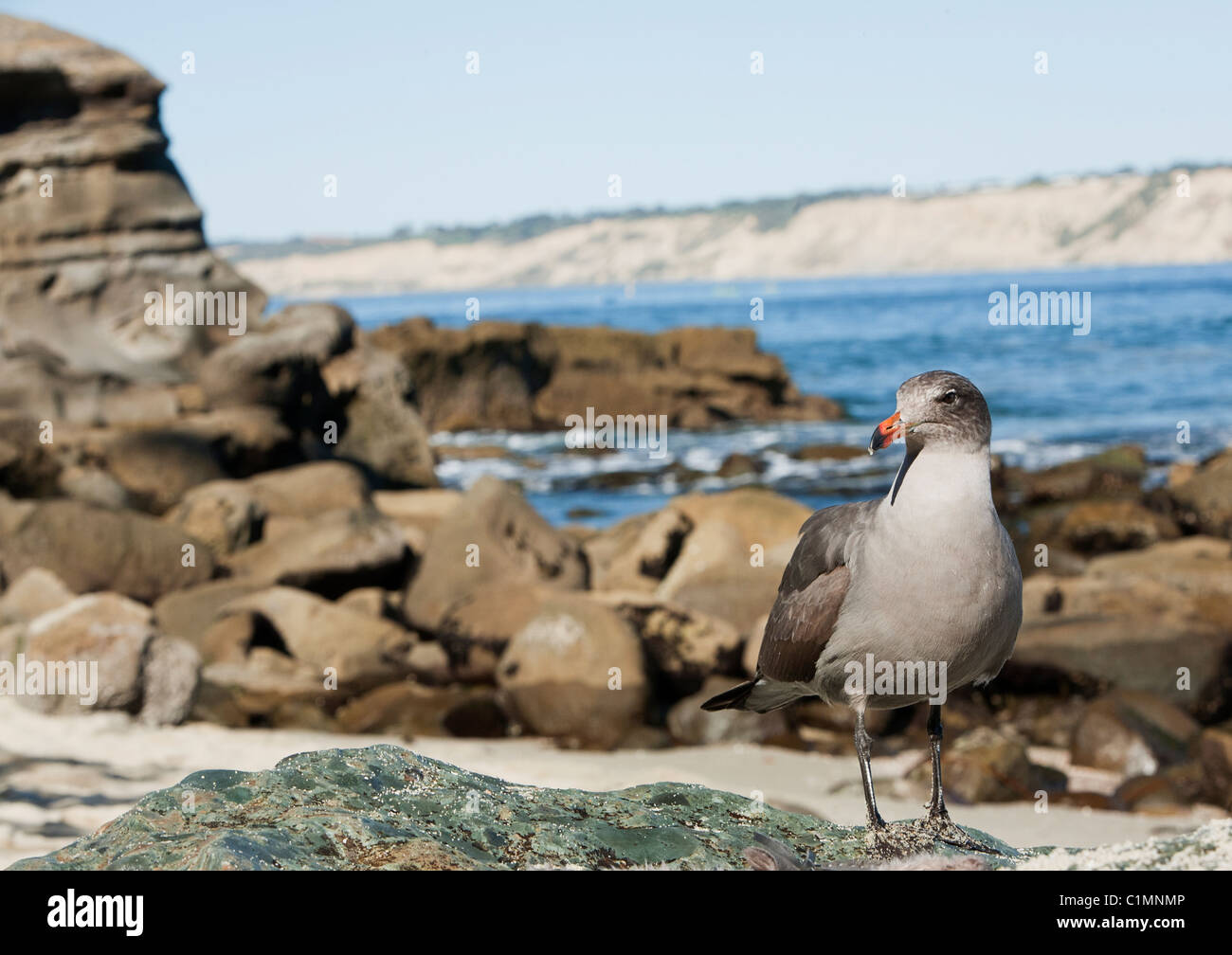 seagull at the beach Stock Photo - Alamy
