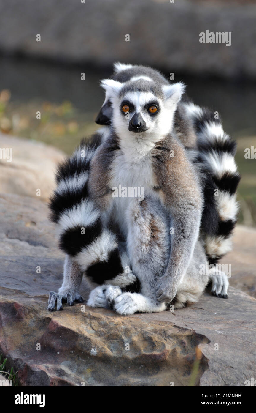 Ring-tailed Lemurs - Lemur catta Stock Photo - Alamy
