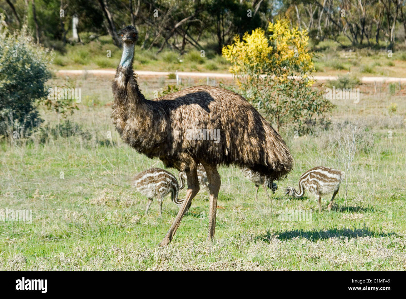 Animals Of Flinders Ranges High Resolution Stock Photography and Images ...